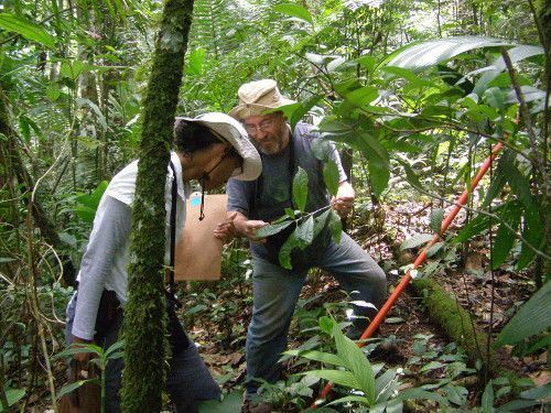 Descubren dos nuevas especies vegetales en el Monumento Pico Codazzi ...