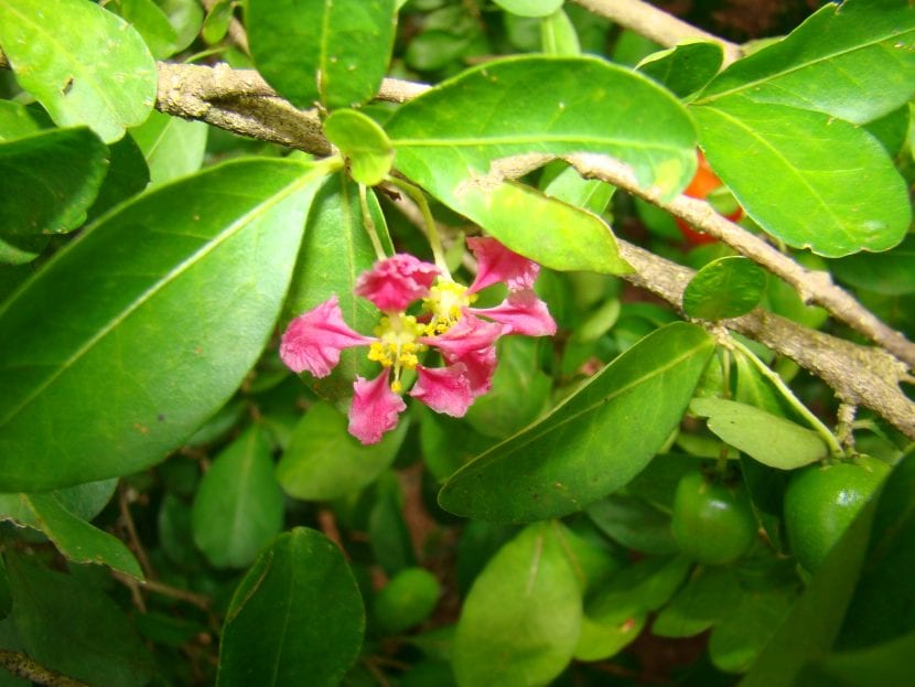 Semeruco o cerecita, una fruta sabrosa, nutritiva y nuestra - Haiman El ...