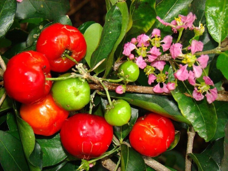 Semeruco o cerecita, una fruta sabrosa, nutritiva y nuestra - Haiman El ...