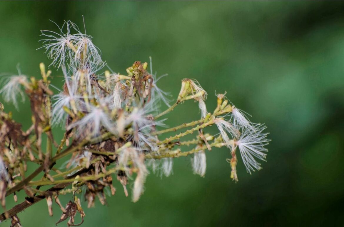 La guama, fruta venezolana rica en propiedades - Haiman el Troudi