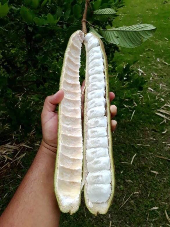 La guama, fruta venezolana rica en propiedades - Haiman El Troudi