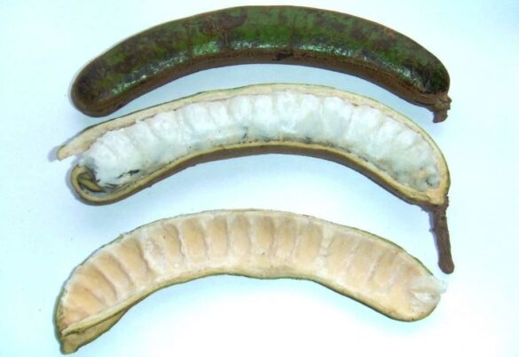 La guama, fruta venezolana rica en propiedades - Haiman el Troudi