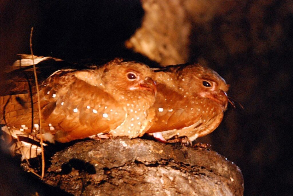 La Cueva del Guácharo, fascinante e invaluable monumento natural ...