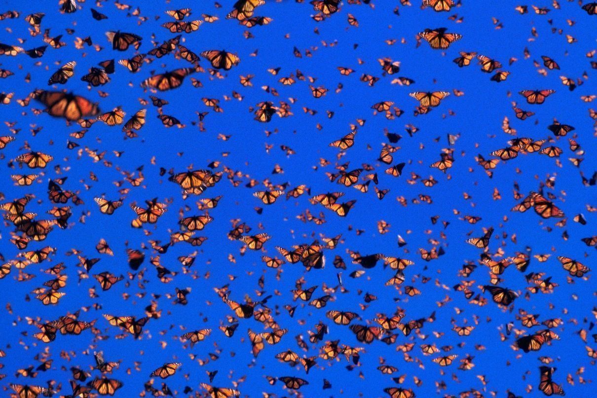 Está en riesgo migración de la mariposa Monarca - Haiman El TroudI