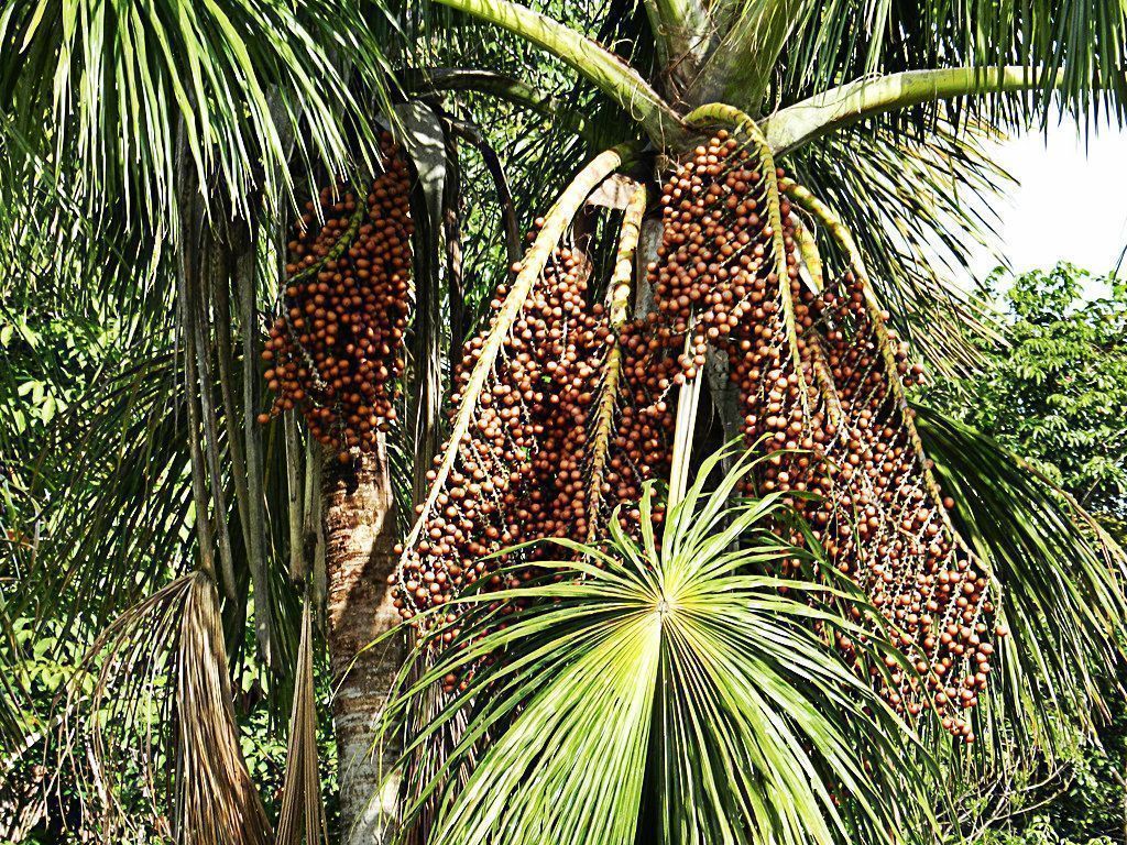 El Moriche, árbol de la vida - Haiman El TroudI