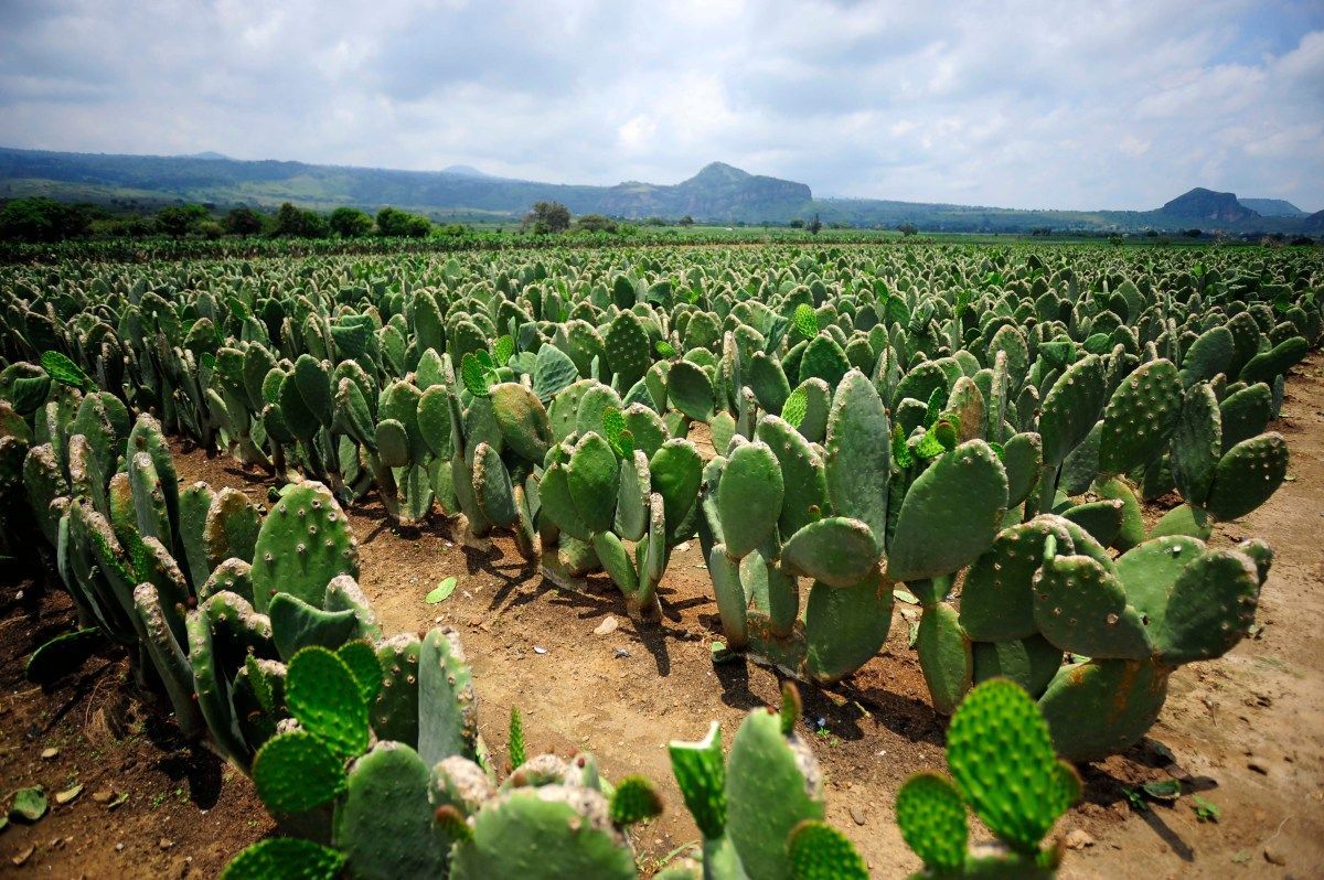 El Nopal Es Otra Fuente De Energía Renovable Haiman El Troudi