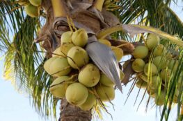 La Sapoara, legendario pez del río Orinoco - Haiman el Troudi