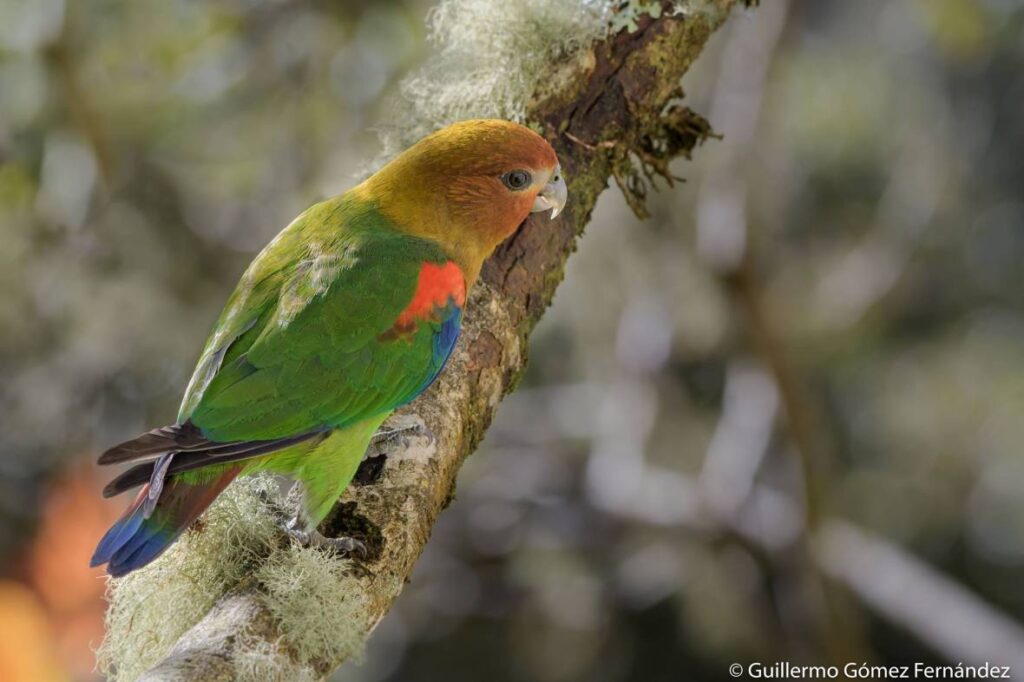 El ave de múltiples tonos, el Perico Multicolor - Haiman El TroudI