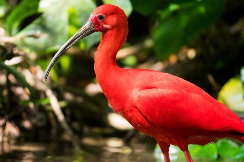 La llamativa y única corocora viste de escarlata el llano - Haiman El ...