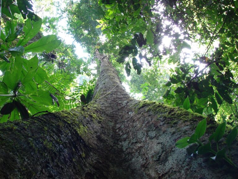 Pico Codazzi, hermoso monumento natural de la Cordillera de la Costa ...
