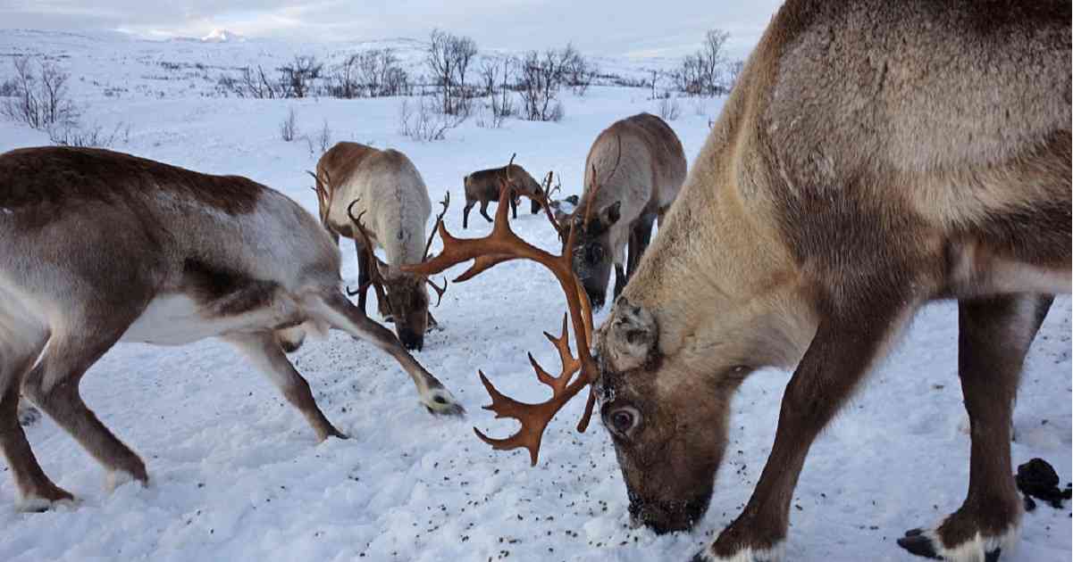 La fauna del Ártico está cambiando drásticamente - Haiman el Troudi