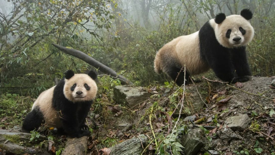La esperanza renace con el rescate del oso panda gigante - Haiman El TroudI