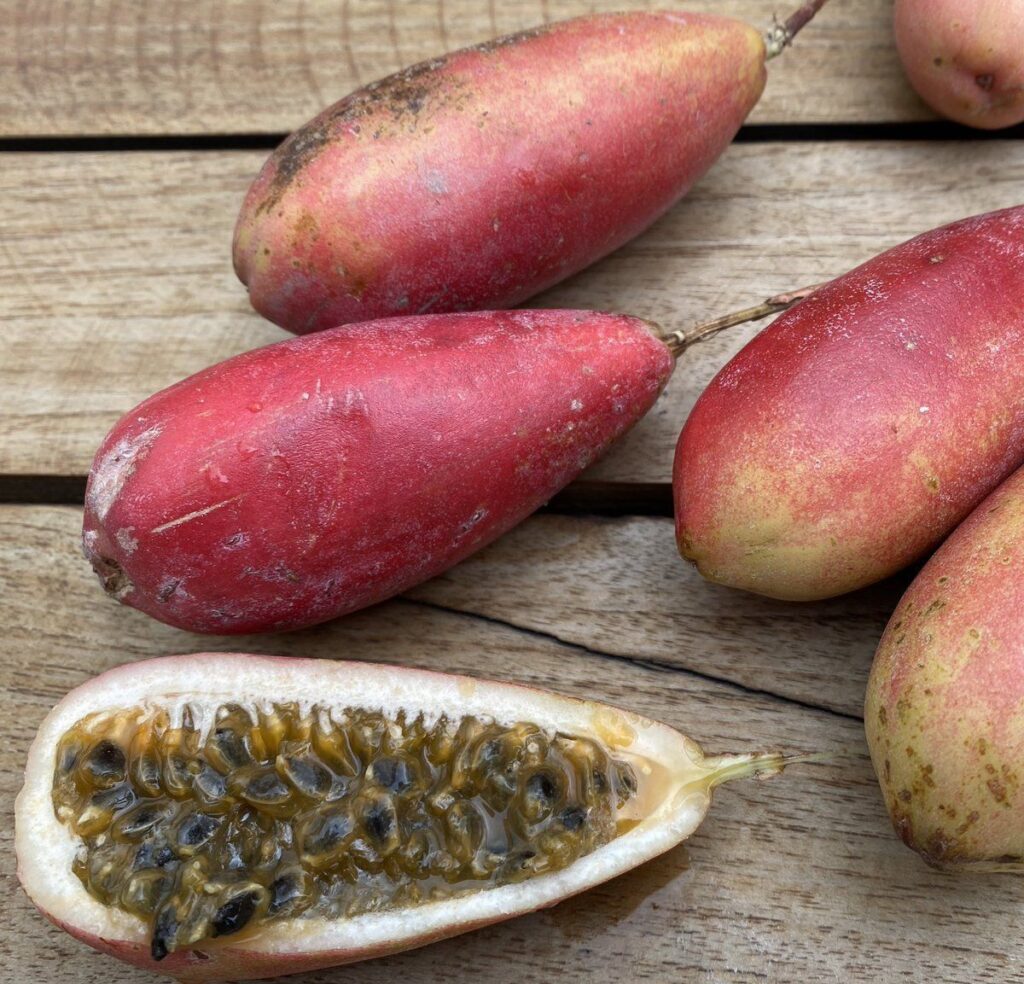 La curuba, exótica y aromática fruta originaria de Los Andes - Haiman ...