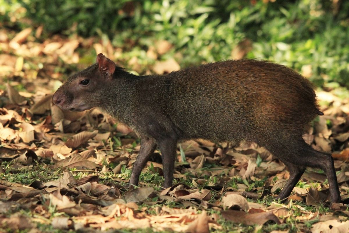 El diestro picure es nativo del Amazonas - Haiman El TroudI