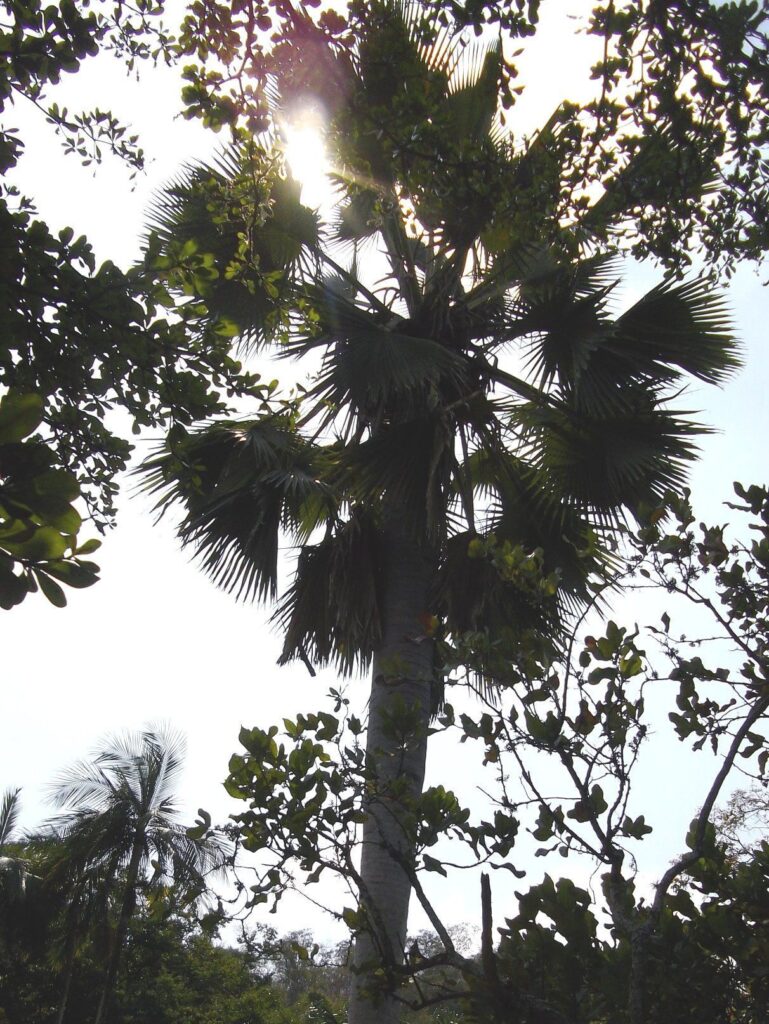 Palma de Ceilán, la mayor florescencia del mundo adorna el Jardín ...