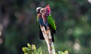 El Jía-Jía o Loro Cacique es inconfundible - Haiman El Troudi