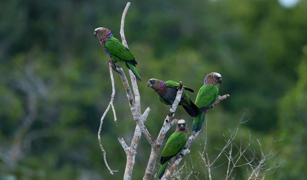El Jía-Jía o Loro Cacique es inconfundible - Haiman El Troudi