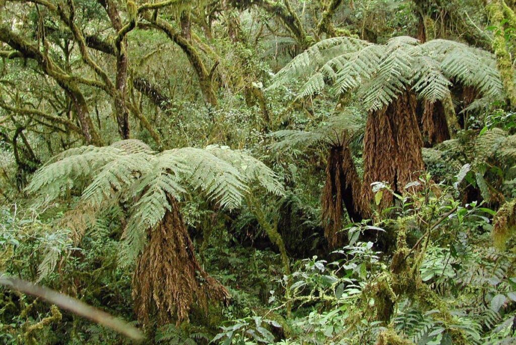 Los helechos, habitantes ancestrales en riesgo de extinción - Haiman El ...