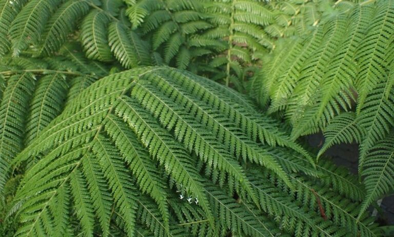 Los helechos, habitantes ancestrales en riesgo de extinción - Haiman El ...