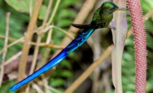 Colibrí coludo de Caripe, el más largo de los colibríes venezolanos ...
