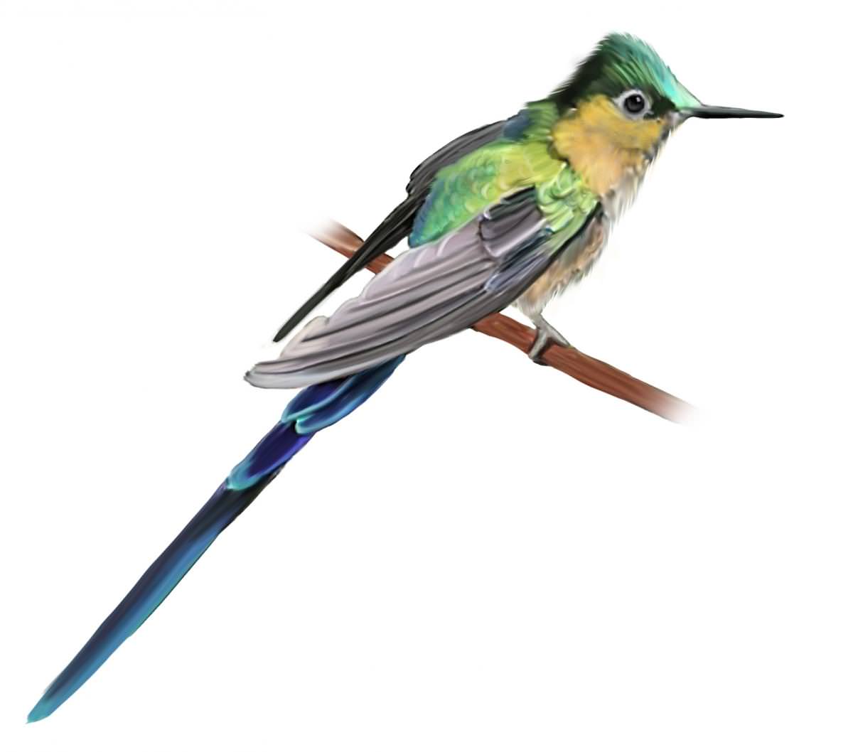 Colibrí coludo de Caripe, el más largo de los colibríes venezolanos ...