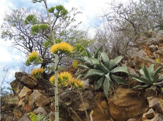 Agave cocui, patrimonio ancestral con denominación de origen - Haiman ...