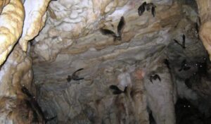 El Guácharo un ave con olfato poderoso y se orienta por ecolocalización ...