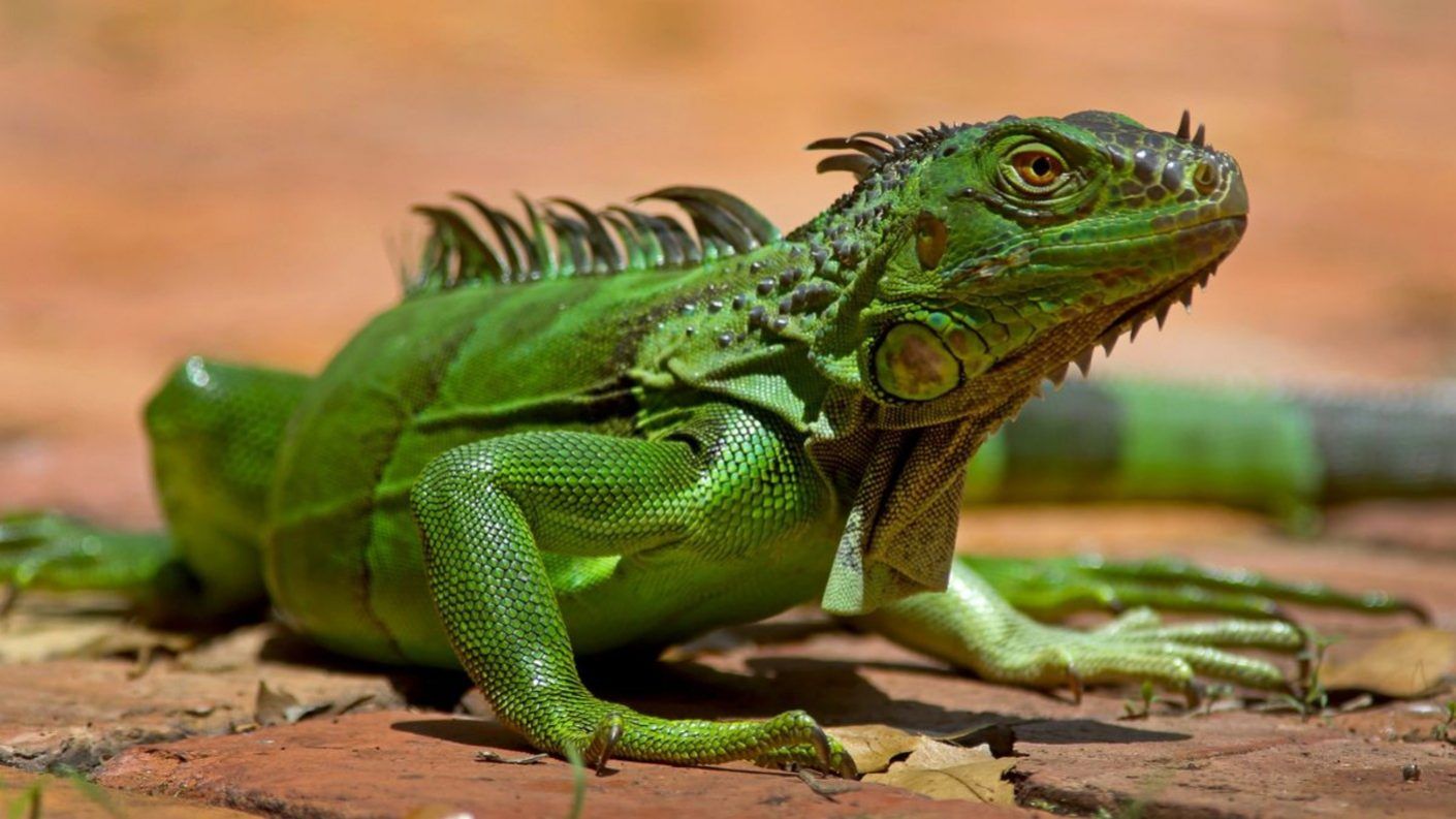 La iguana común, un popular reptil nada ordinario - Haiman El TroudI