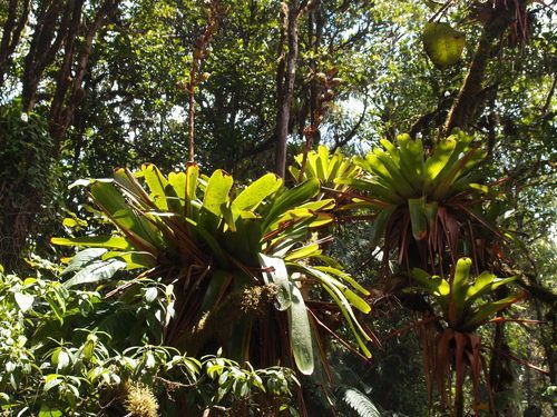 Parque Nacional Península de Paria, exuberante y único - Haiman El TroudI