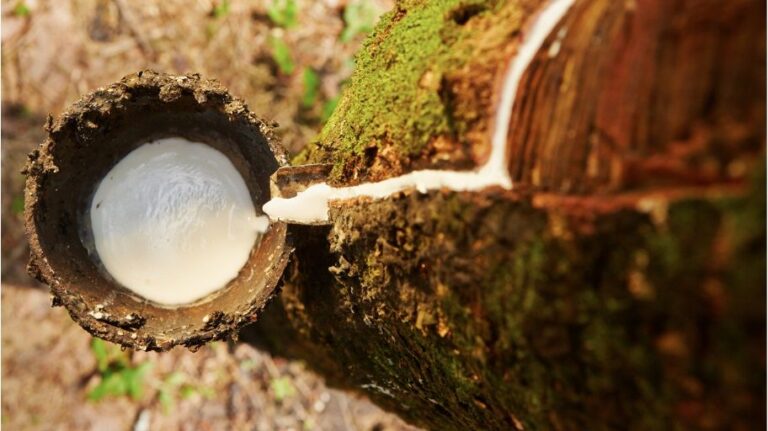 Caucho hevea, árbol emblemático del Amazonas - Haiman El TroudI