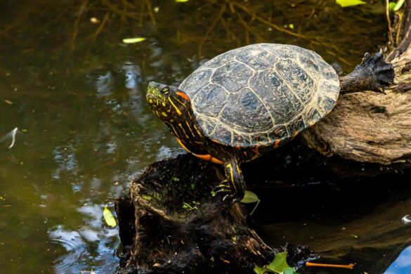 La jicotea o tortuga de orejas naranja prefiere aguas tranquilas ...