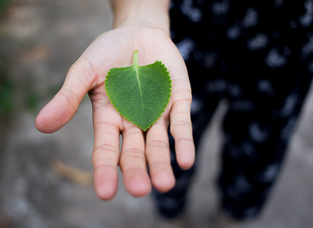 Orégano orejón, planta popular y apreciada por sus propiedades - Haiman ...