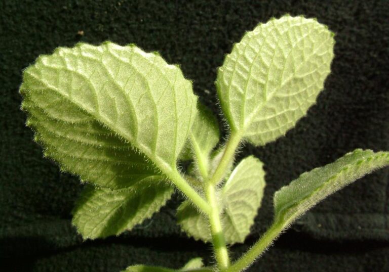 Orégano orejón, planta popular y apreciada por sus propiedades - Haiman ...