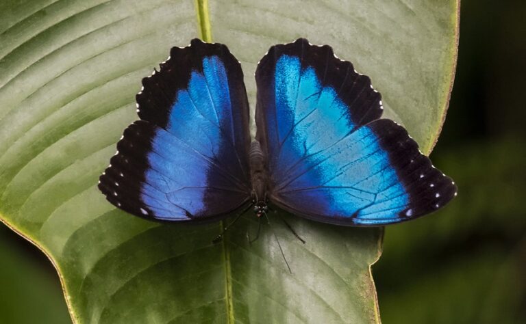 La mariposa azul, hermoso símbolo de la venezolanidad - Haiman El Troudi