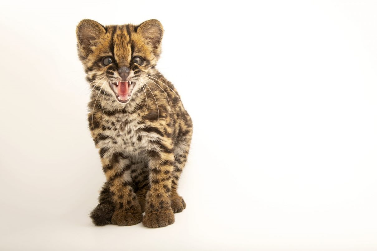 Tigrillo nebuloso, nueva especie de felino en Venezuela - Haiman El Troudi