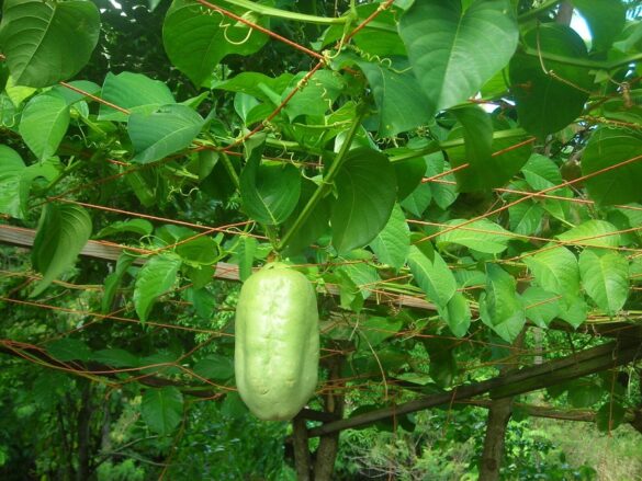 La parcha granadina es una fruta aromática y ligeramente dulce - Haiman ...