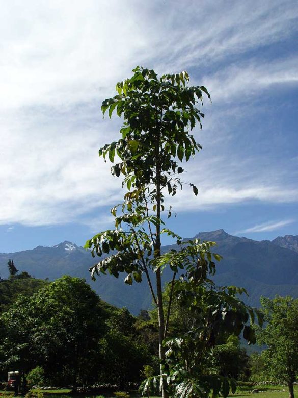 La Caoba es un árbol ornamental y maderable emblemático - Haiman El Troudi