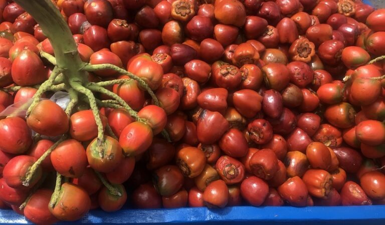 Pijiguao, fruta ancestral de alto valor nutritivo - Haiman El Troudi
