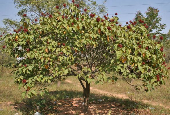 El Onoto es más que un colorante y saborizante natural - Haiman el Troudi
