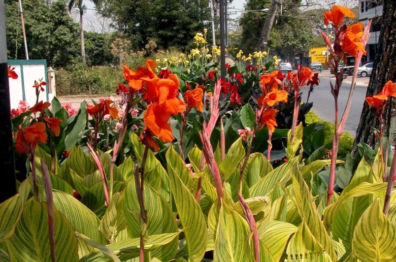 Flor de Capacho colorido espectáculo que adorna jardines y plazas ...
