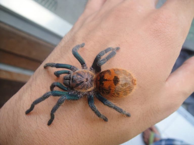 Tarántula Azul de Paraguaná, maravilla de la biodiversidad endémica ...