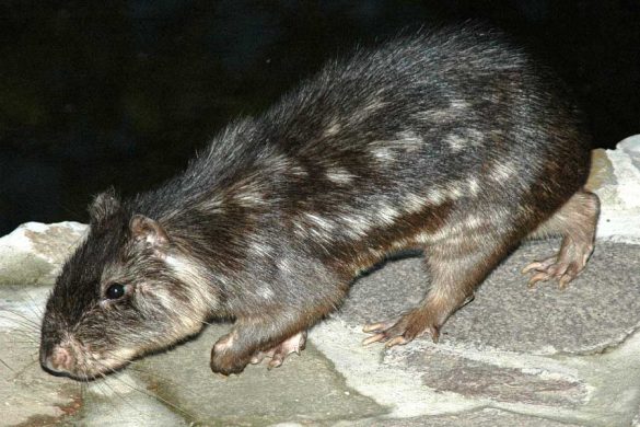 La lapa de montaña, singular especie de la región andina - Haiman El Troudi